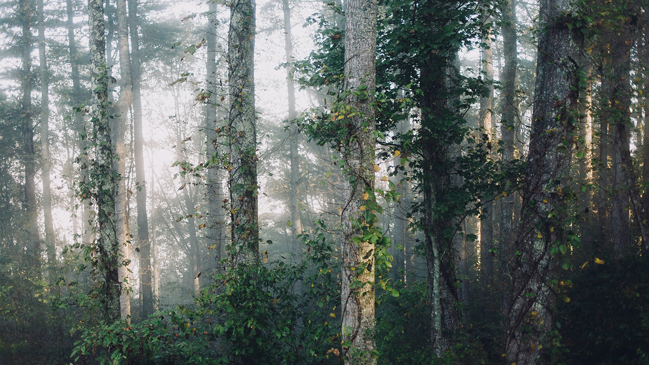 The future of our forests: trees and climate explained